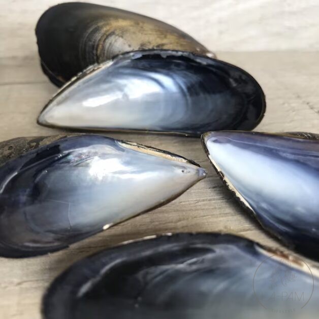 Lifestyle - Giant Mossel Schelp - La-Pam - Trendy & fashion sieraden en ...